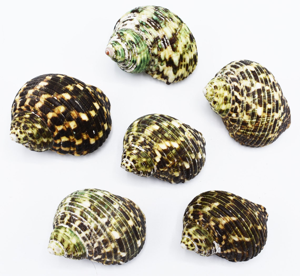 Hermit Crab Shell Set 6 Large Turbo Changing Shells Size 2-2 - Etsy