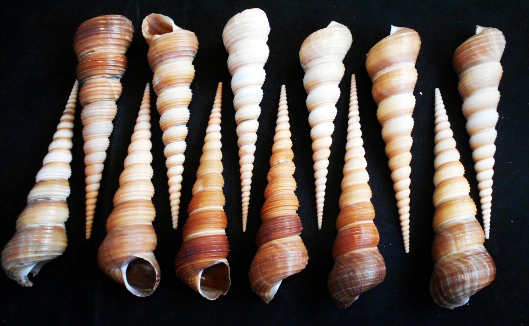 Set of 12 Turretella Terebra Shells Full Tip (2-3") Coastal Arts and ...