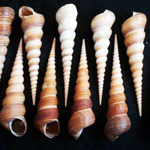 Set of 6 Turretella Terebra Shells Full Tip (2-3") Coastal Arts and ...