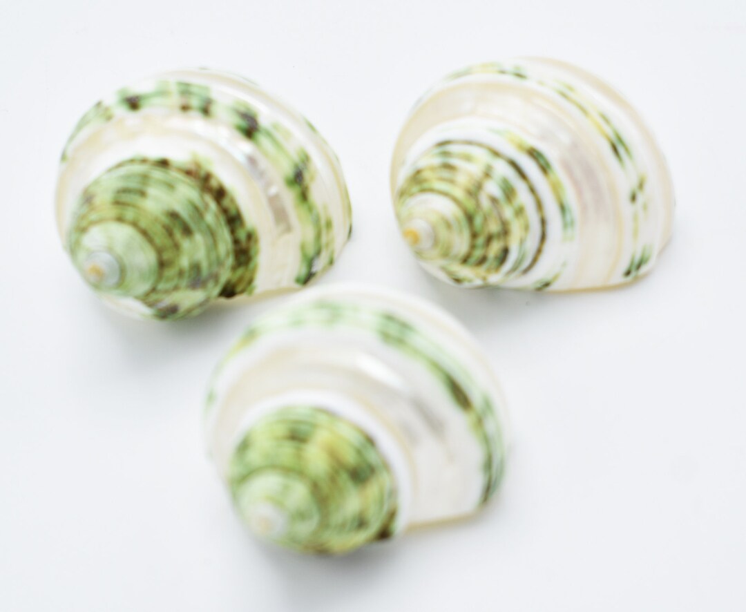 Banded Green Turbo Shells (set of 3): Hermit Crab Shells, Coastal Decor ...