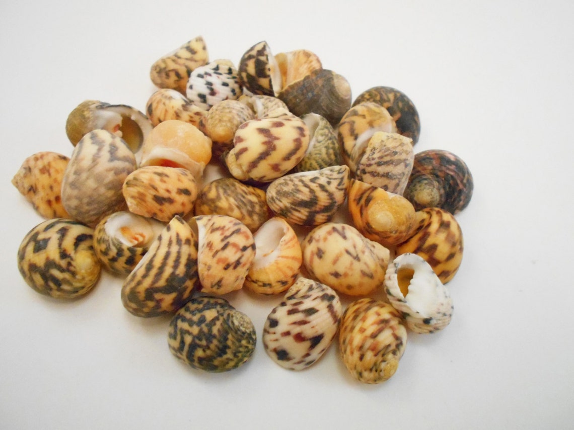 100 small Bleeding Tooth Shells Seashells 1/2 | Etsy