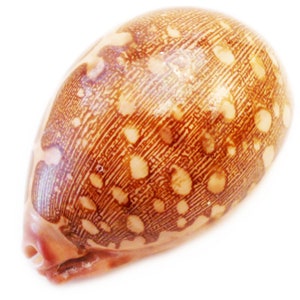 6 Pack: Map Cowrie Shell (cypraea Mappa) 2 1/2" Beach Crafts Nautical ...
