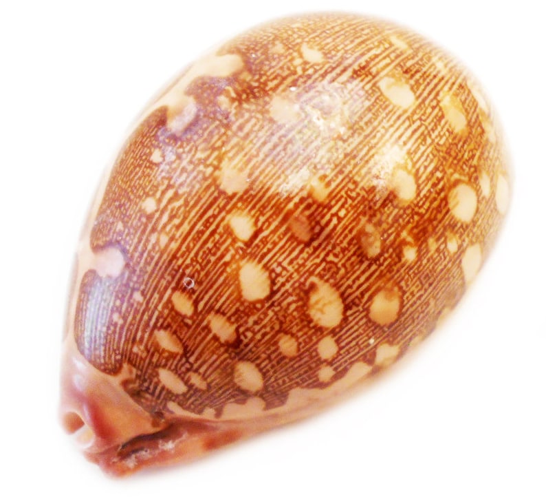 12 Pack: Map Cowrie Shell (cypraea Mappa) 2 1/2" Beach Crafts Nautical ...