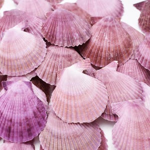 Set of 6 Deep Purple Pecten Shells (2-3") Coastal Arts and Crafts ...