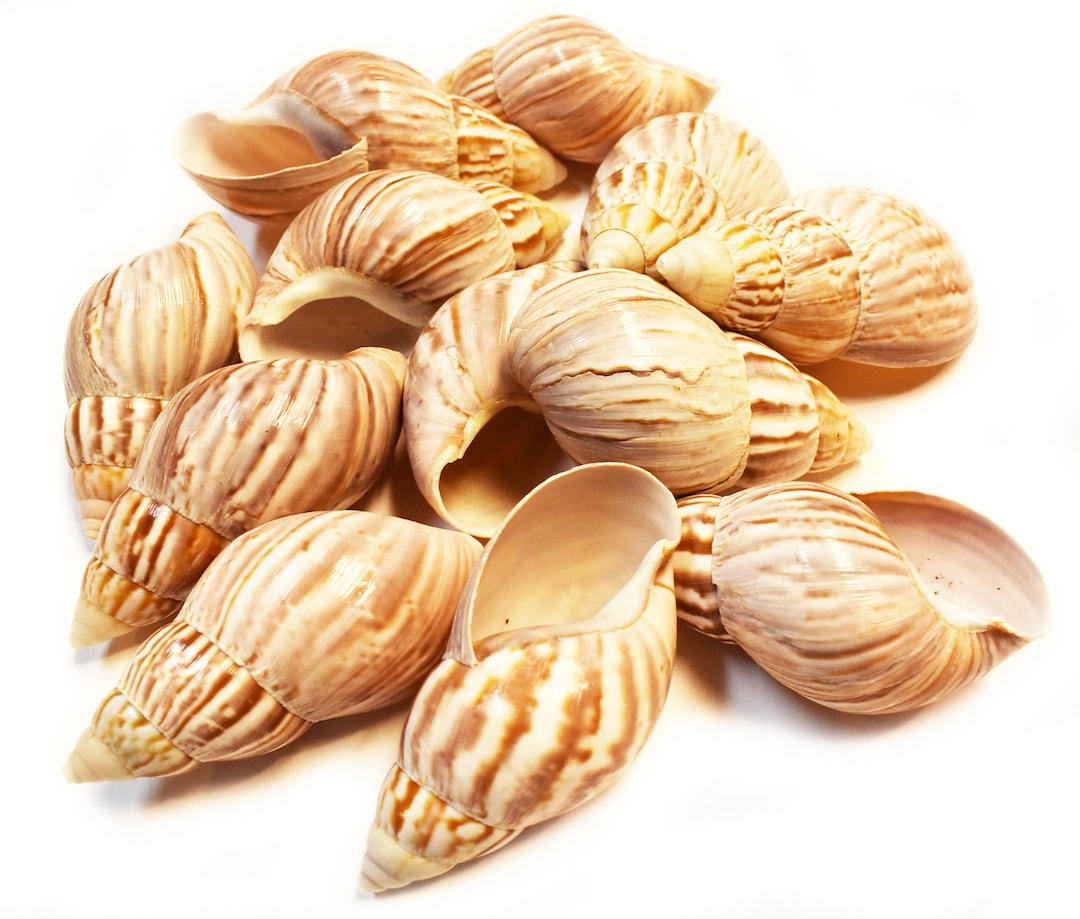 24 Japanese Land Snail Shells (2 1/2-3") Beach Crafts Nautical Decor ...