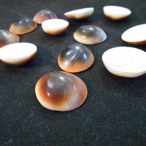 Set of 24 Red Cat Eye Shells - 1/2" - 1" - "shiva Shells" for Crafts ...