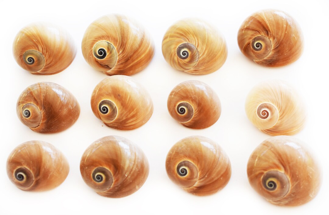 Set of 12 Whales Eye Moon Shells (1 1/2" - 2") Coastal Arts & Crafts ...