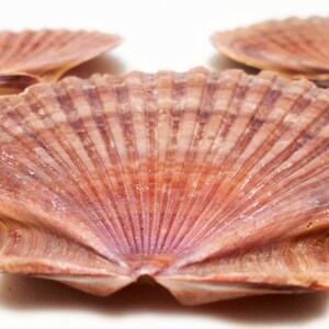 12 Mexican Flat Scallop Shells Seashells Large 3" Crafts Coastal Beach ...