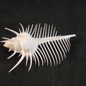 Little Venus Comb Murex Shell (2-3") Seashells Amazing - Etsy