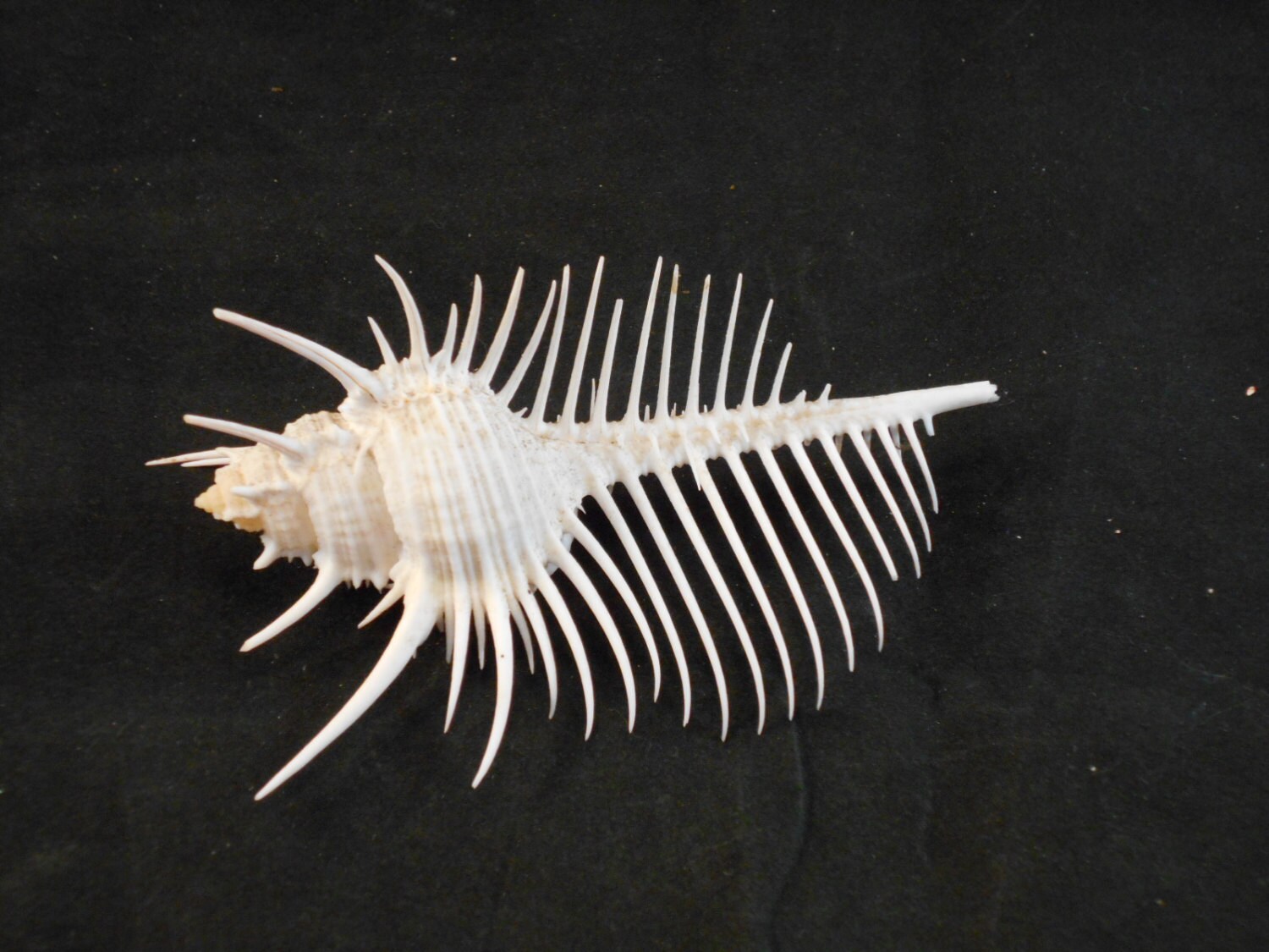 Little Venus Comb Murex Shell 2-3 Seashells Amazing | Etsy