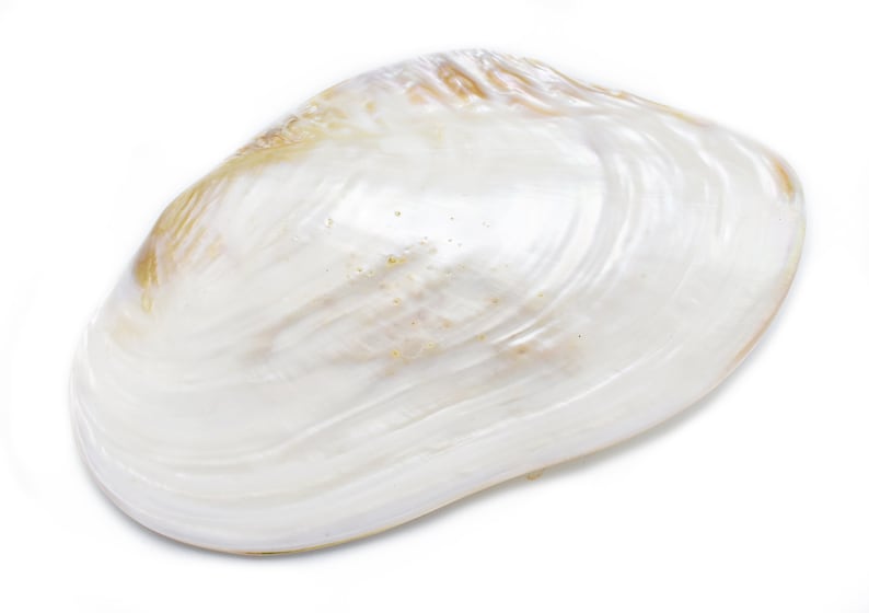 One Large Polished Cebu Clam (pair/whole Shell) 6-7" Coastal Decorating ...