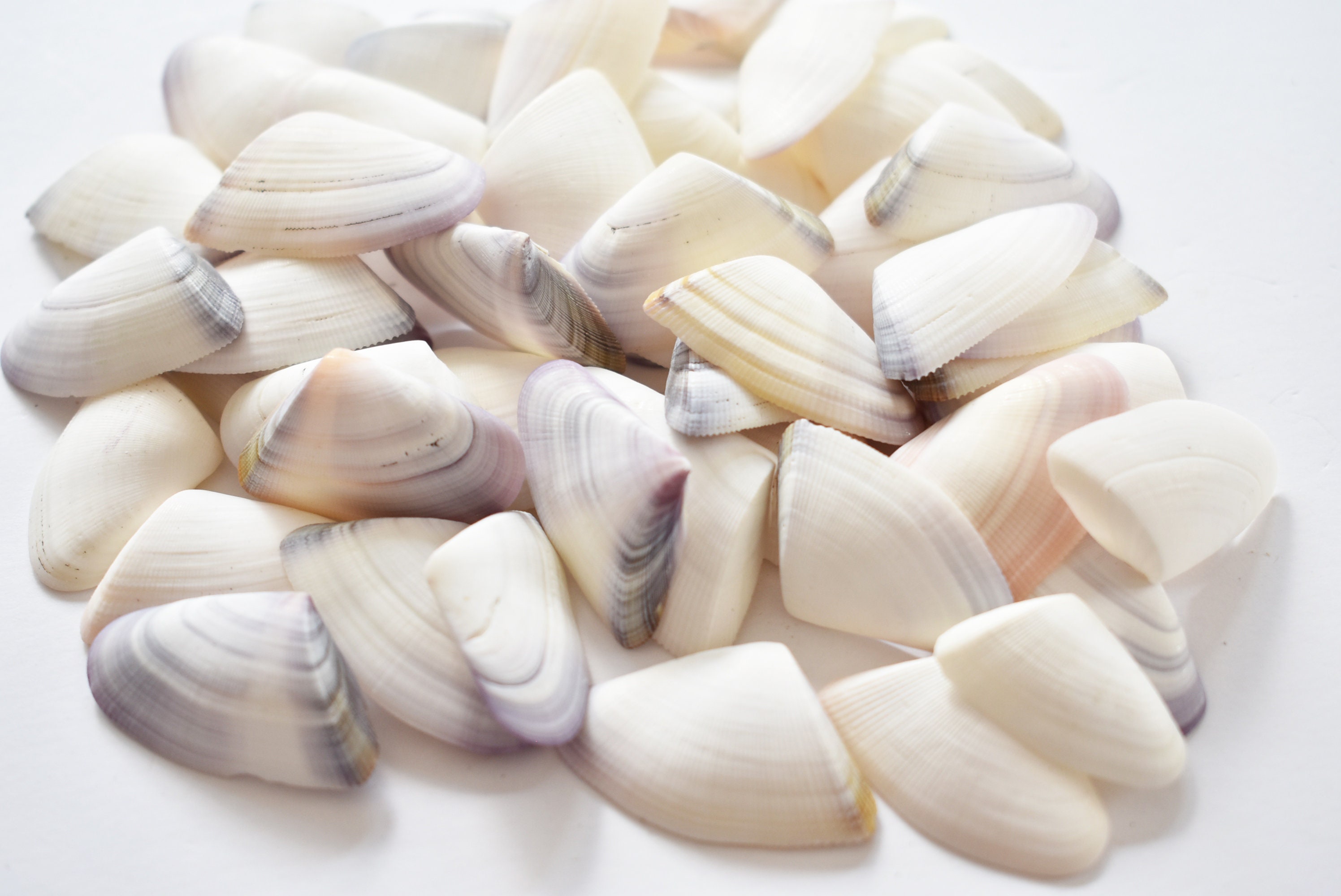 1 Lb 200 Natural Purple / White Donax Shells 1-1.5 | Etsy