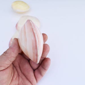 Polished Tiger Clam Pair Shells Seashell 3-4" (80-100mm) Coastal Crafts ...