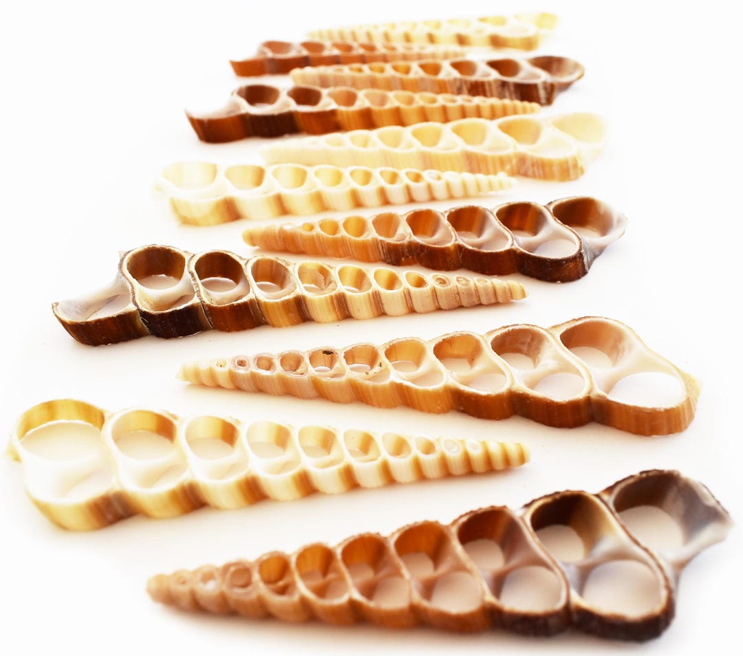 Set of 50 Center Cut Turretella Terebra Shells (2-3") Coastal Arts and ...