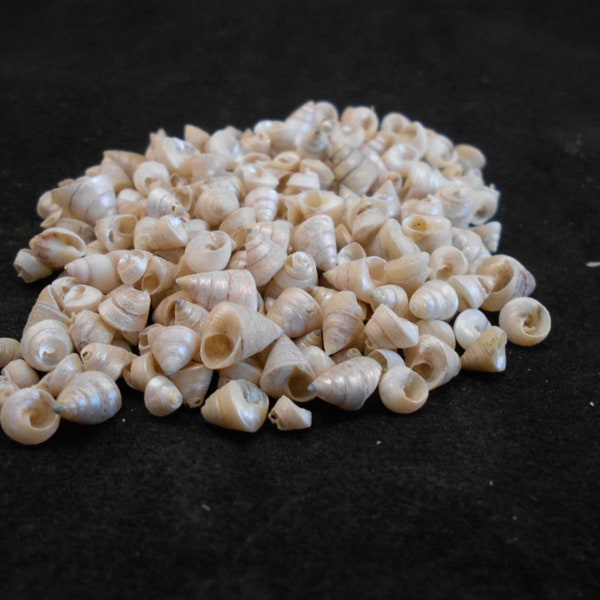 Mini Sea Shells - Etsy