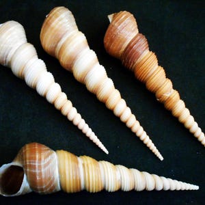 Set of 6 Turretella Terebra Shells Full Tip (2-3") Coastal Arts and ...