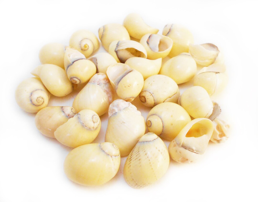 200 Small Yellow Nerita Shells about 1/2 Beach Crafts Coastal Cottage ...