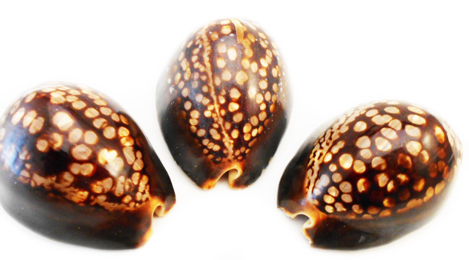 Beautiful Large Humpback Cowrie Shell cypraea Mauritiana - Etsy