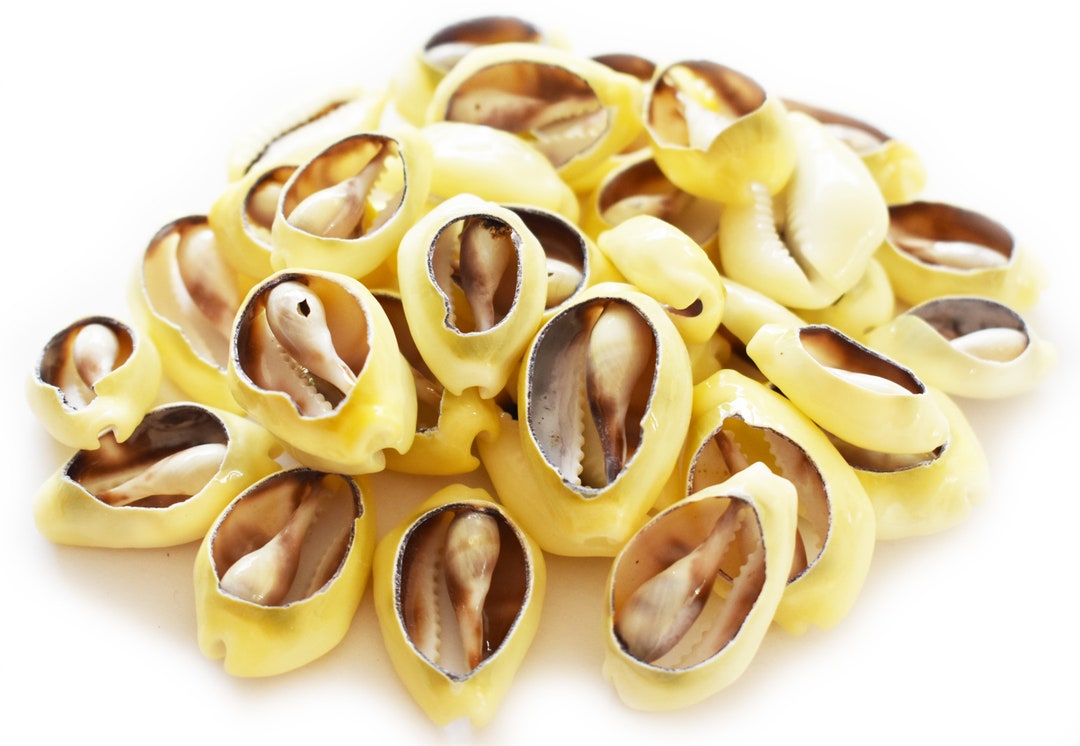 50 Center Cut Money Cowrie Shells Craft 3/4 1 1/4 Beach Crafts Jewelry ...