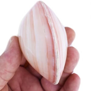 6 Polished Tiger Clam Pair Shells Seashell 3-4" (80-100mm) Coastal ...