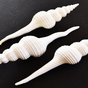 Set of 6 White Spindle Shells 4-5" Coastal Arts & Crafts, Beach ...
