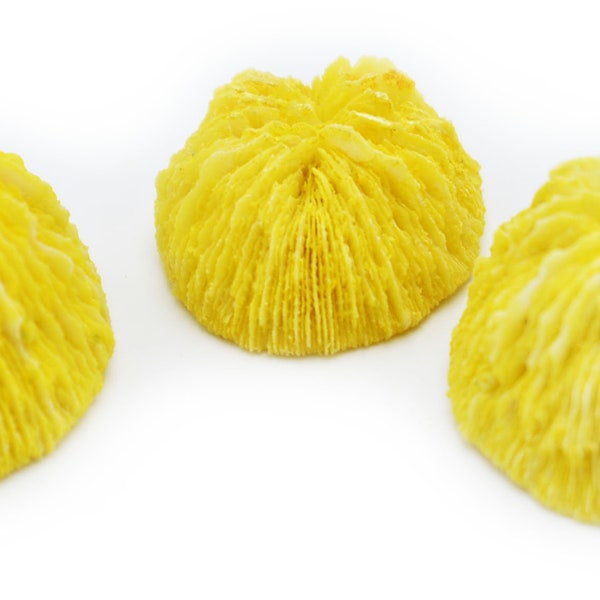 Yellow Coral - Etsy