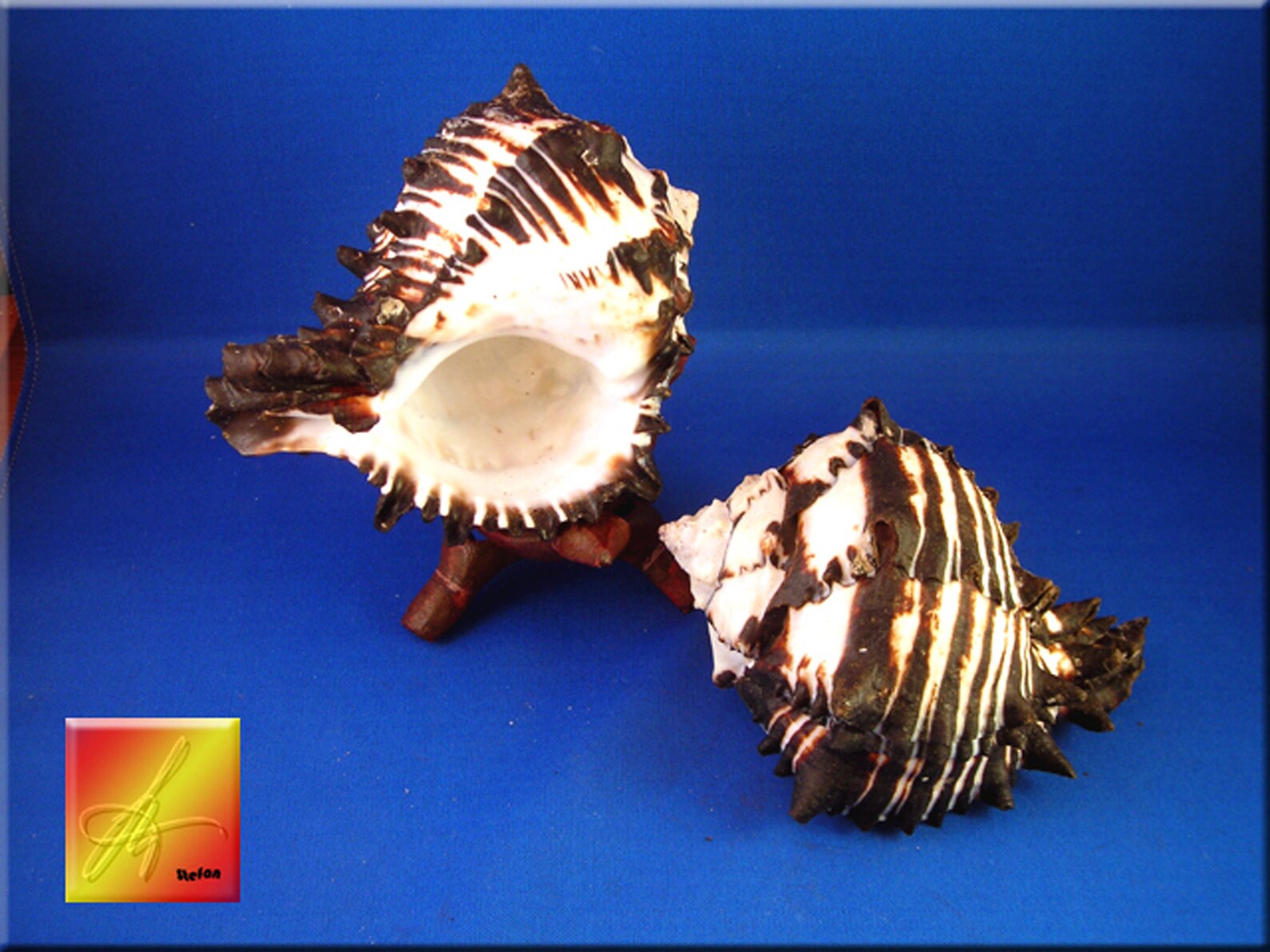 Black Murex Shell Small 3-4" Beach Wedding Crafts Decor Hermit Crab Air ...