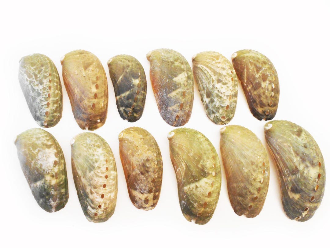 Set of 12 Small Green Abalone Shells 1 - 1 1/2" (haliotis Asinina) Beach Wedding Seashells ...