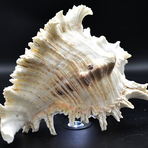 Giant Murex Ramosus Shell (8.5" X 6" X 5.5") Collectors Seashell One of ...