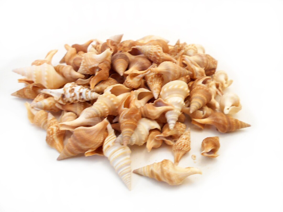 Set of 100 Javana Shells (3/4 - 1 1/2") Beach Crafts Vase Filling ...