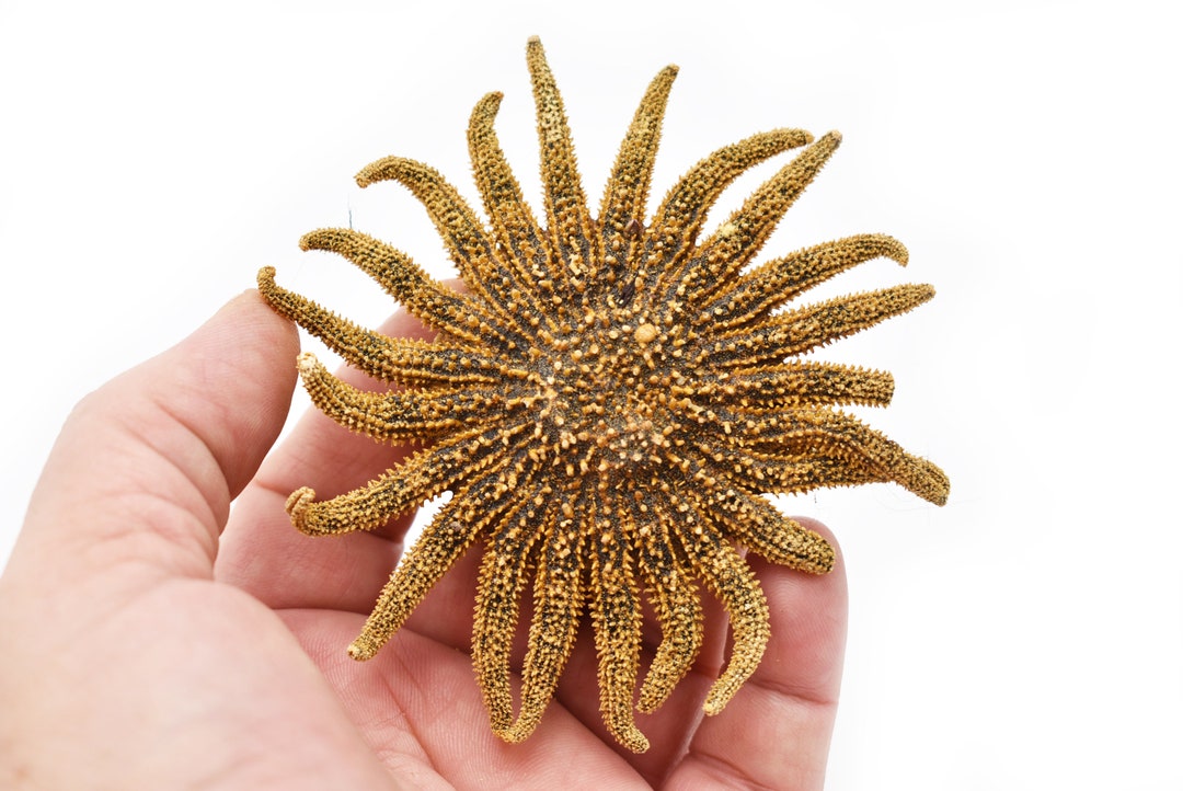 One Beautiful Small Real Multi Leg "sunflower" Starfish About 3 Inch ...