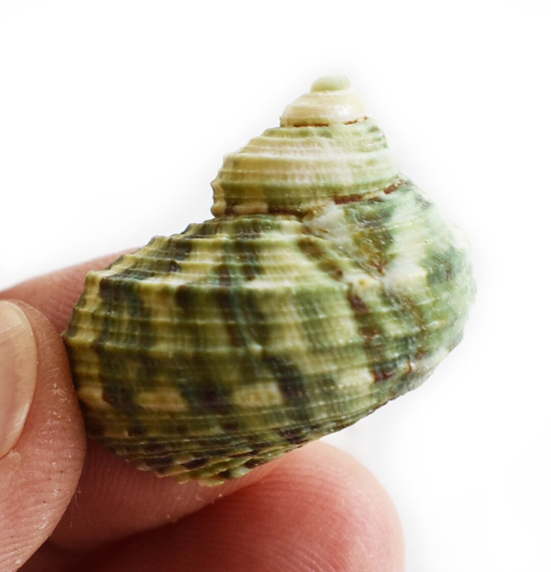 Set of 6 Small Natural Green Turbo Shells (size 3/4"-1.25"/ Open. 1/2 ...