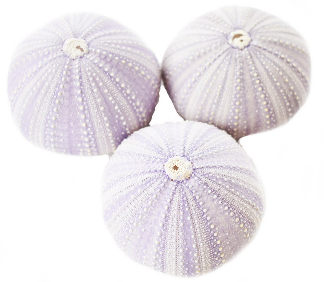 3-pack: Hand Picked Purple Sea Urchin Shell (2-2 1/2") Coastal Arts ...
