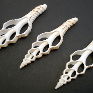 Set of 3 Center Cut Spindle Shells 5-6" White Seashell Beach Craft ...
