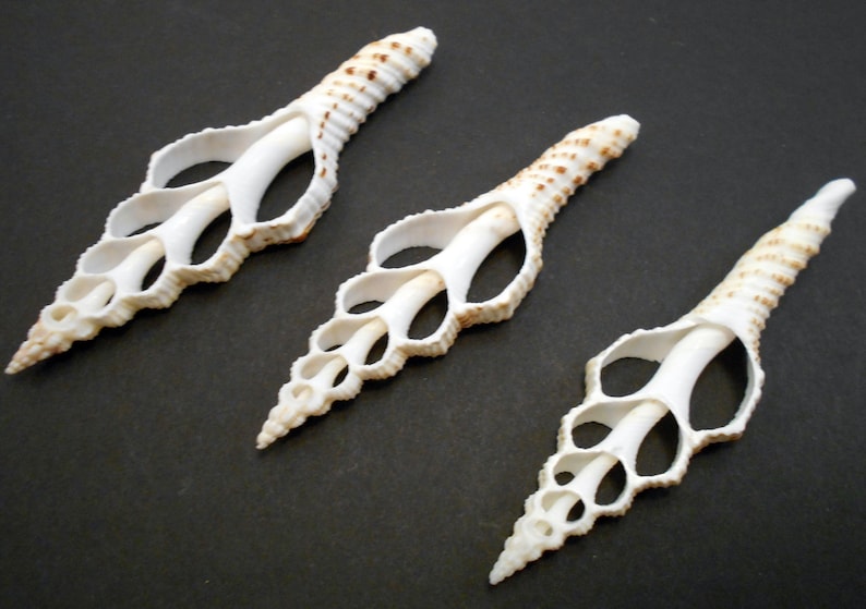Set of 3 Center Cut Spindle Shells 5-6 White Seashell - Etsy