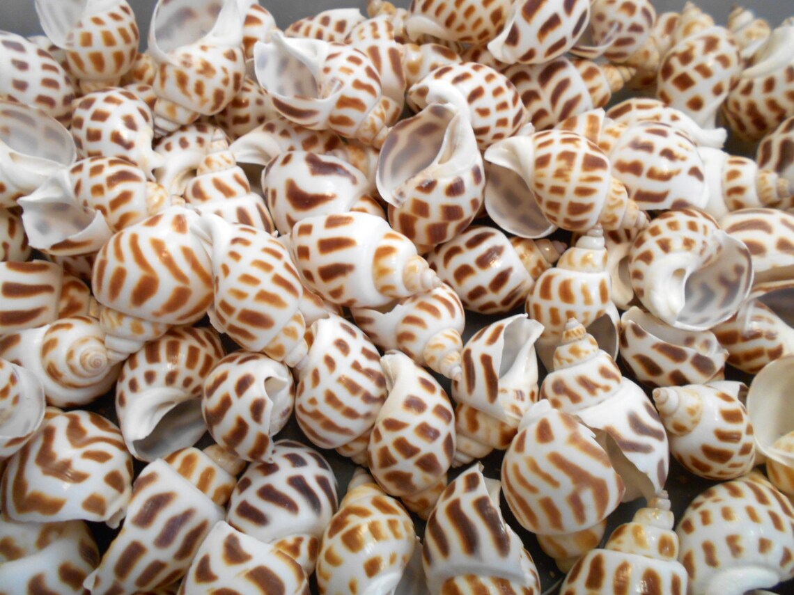 Set of 100 Babylonia Areolata Shells Seashells 1 1 - Etsy
