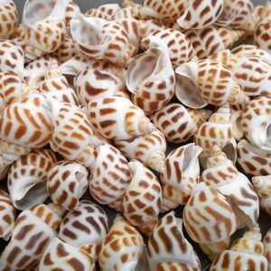 Set of 100 Babylonia Areolata Shells Seashells 1" - 1 1/2" for Crafts ...