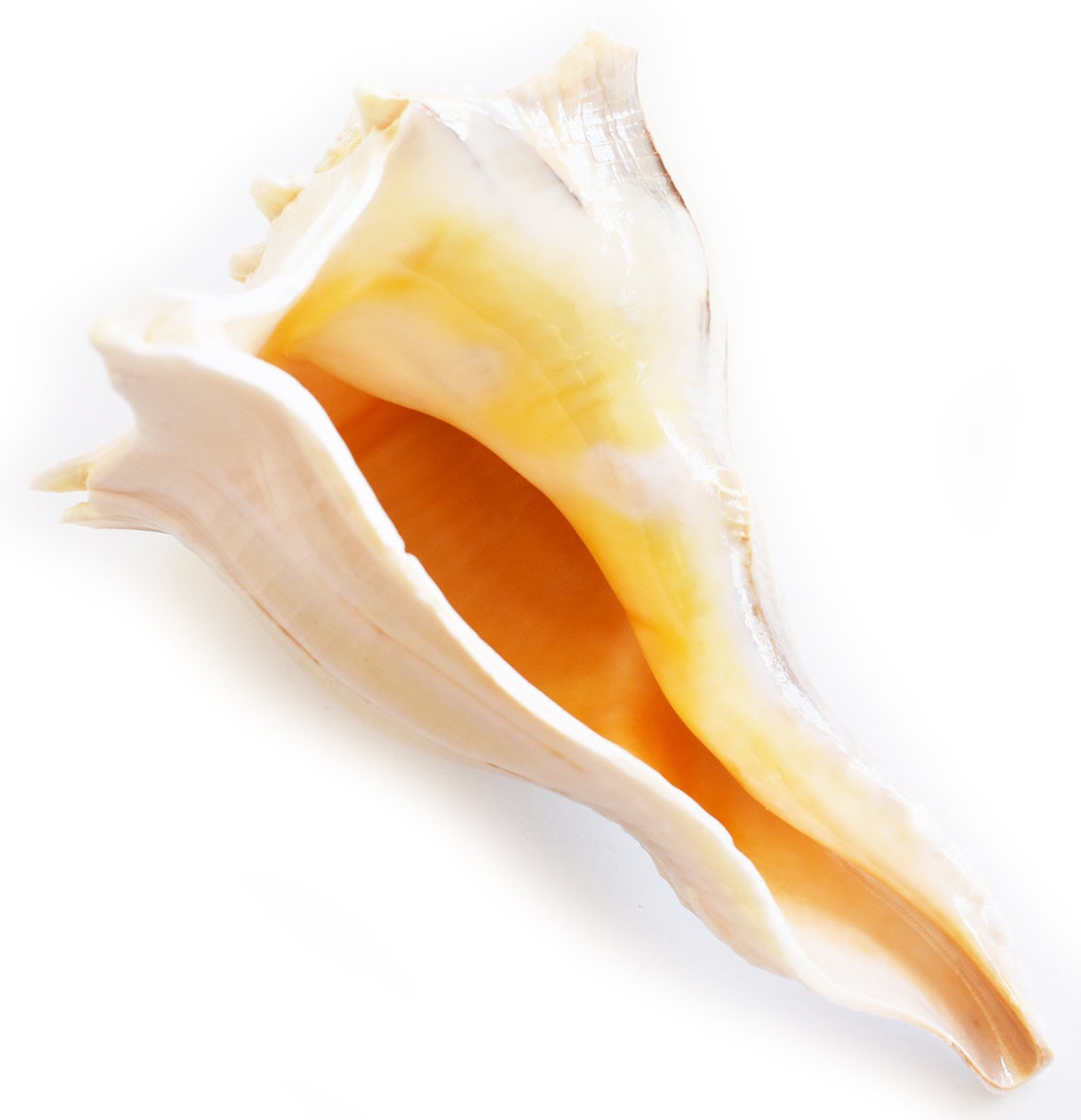 Large "left Handed" Lightning Whelk Shell (6") Seashell Beach Decor ...