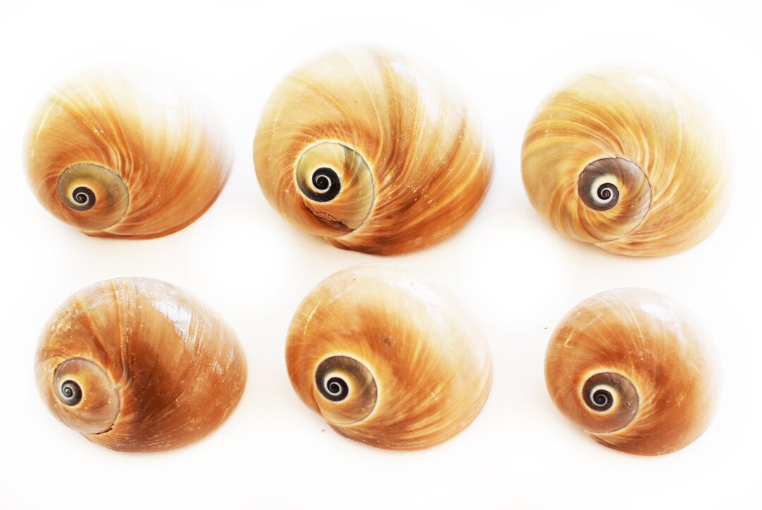 Set of 6 Whales Eye Moon Shells (1 1/2" - 2") Coastal Arts & Crafts ...