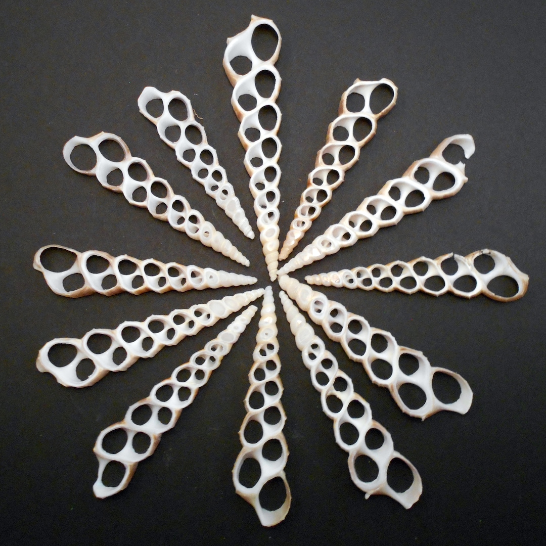 Set of 12 Large Center Cut Turretella Terebra Shells (3-4") Coastal ...