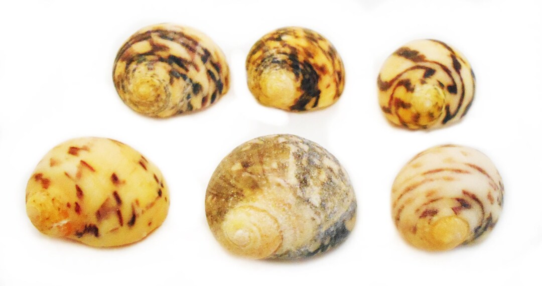 12 Large Bleeding Tooth Shells Seashells (1" - 1 1/2") Nerita Peloronta ...