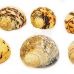 12 Large Bleeding Tooth Shells Seashells (1" - 1 1/2") Nerita Peloronta ...