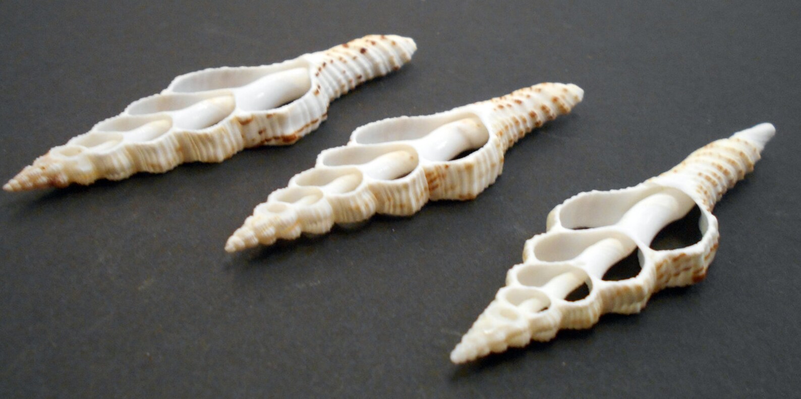 Set of 3 Center Cut Spindle Shells 5-6" White Seashell Beach Craft ...