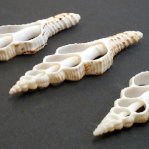 Set of 3 Center Cut Spindle Shells 5-6" White Seashell Beach Craft ...