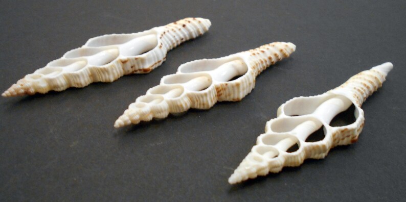 Set of 3 Center Cut Spindle Shells 5-6 White Seashell - Etsy
