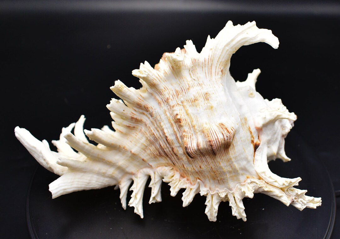 Giant Murex Ramosus Shell (9" X 6" X 5.5") Collectors Seashell One of a Kind Display Shell - Etsy
