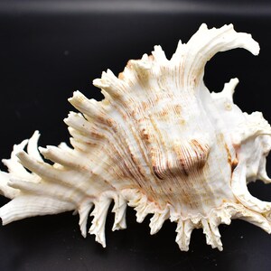 Giant Murex Ramosus Shell (9" X 6" X 5.5") Collectors Seashell One of a ...