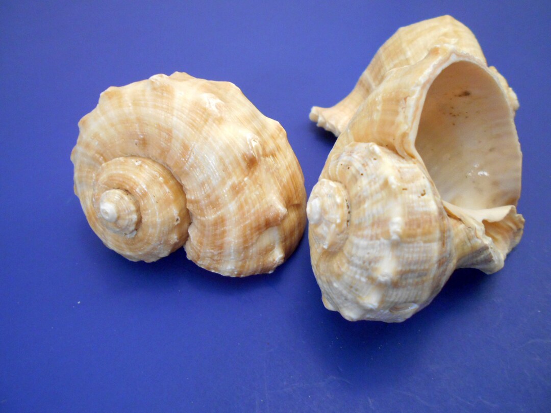 Set of 2: Beautiful Large Rapana Whelk Seashell 2 1/23 for Hermit Crabs ...