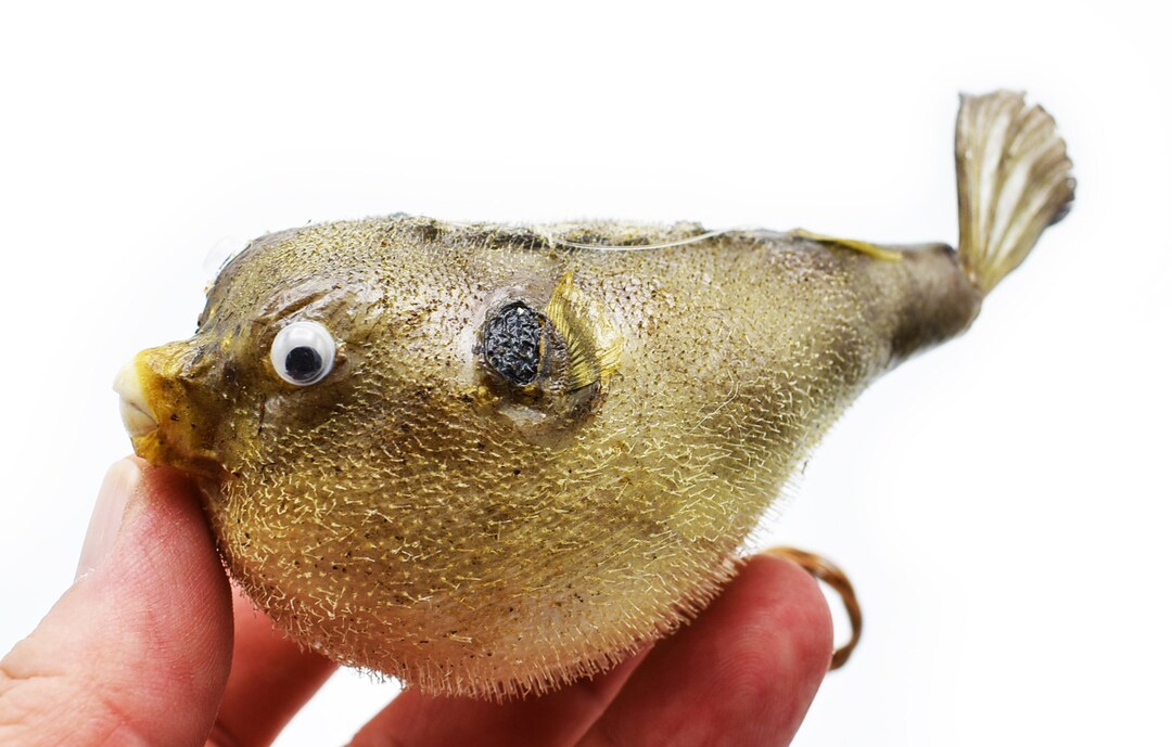 Beautiful Extra Small Real Dried Blowfish 2" Taxidermy Nautical Unique ...