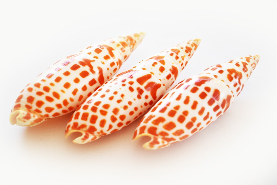 Set of 3 Episcopal Miter Shells (mitra Mitra) 2-3" Nautical Decor Beach ...